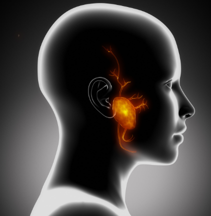 Pineal Gland – Alignment Essentials